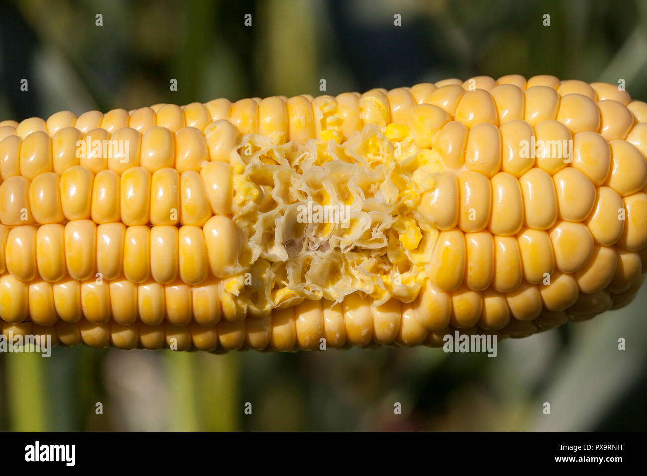 Shucking corn hi-res stock photography and images - Alamy