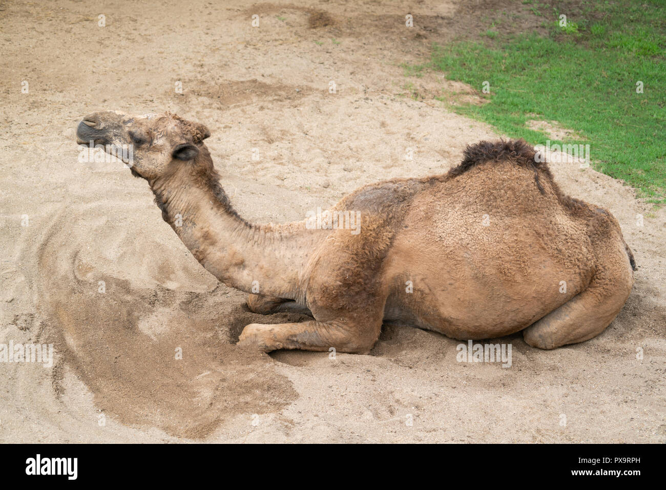 Dromedary camel hi-res stock photography and images - Alamy