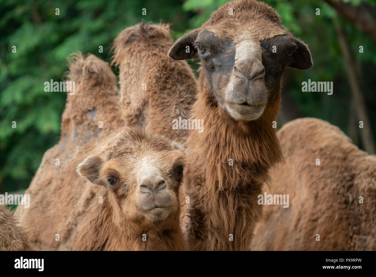 Bactrian camel young hi-res stock photography and images - Alamy