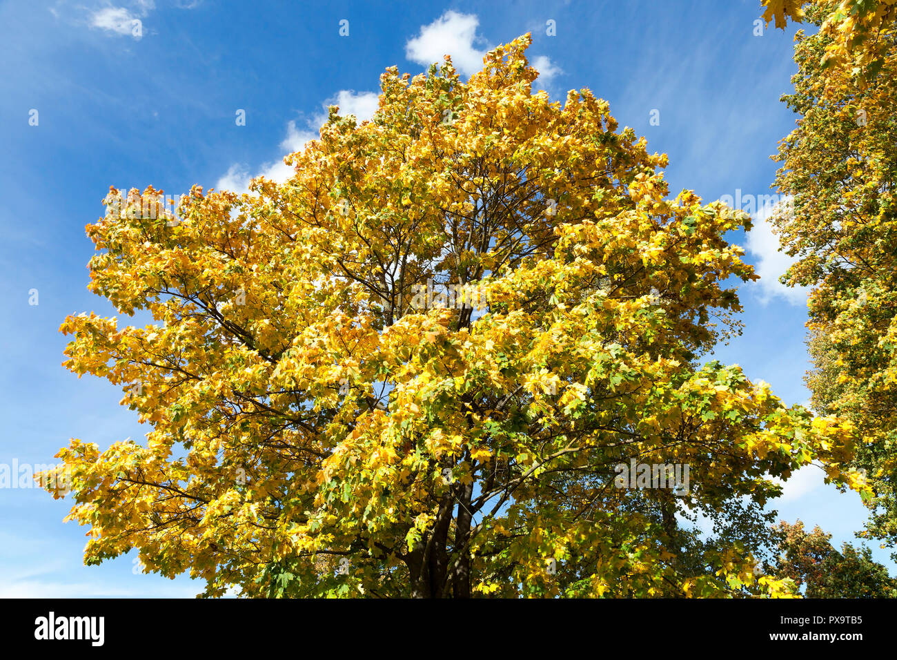 Yellowed park hi-res stock photography and images - Alamy