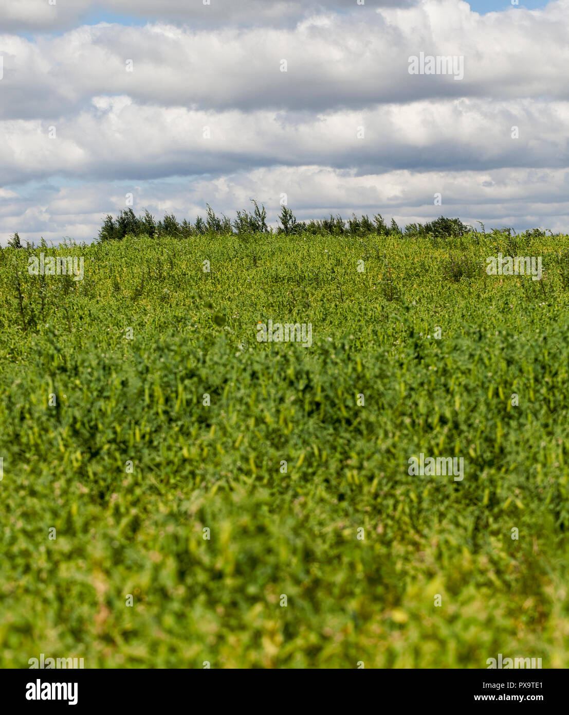 Agriculture field peas trail hi-res stock photography and images - Alamy