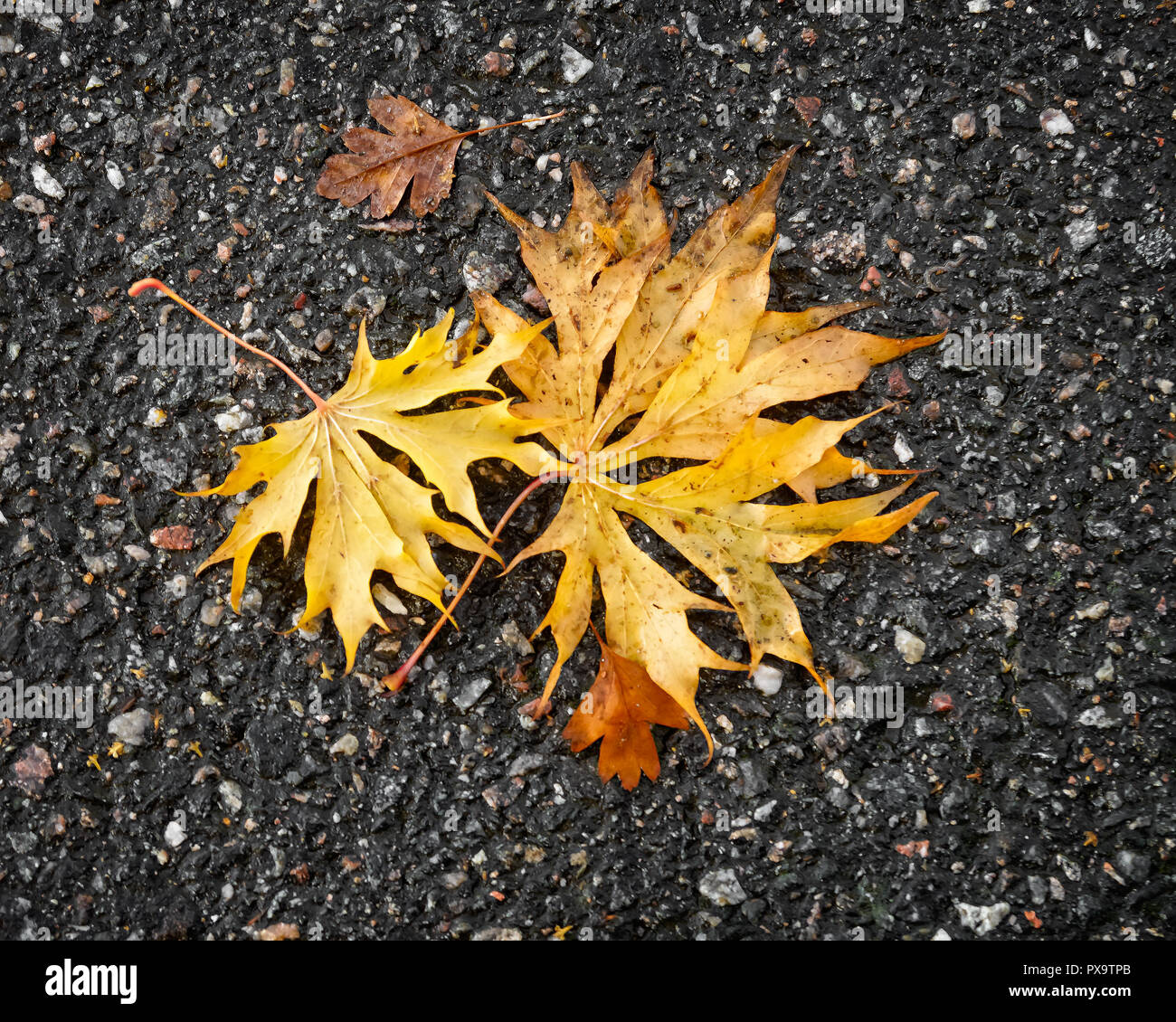 An autumn symbol hi-res stock photography and images - Alamy
