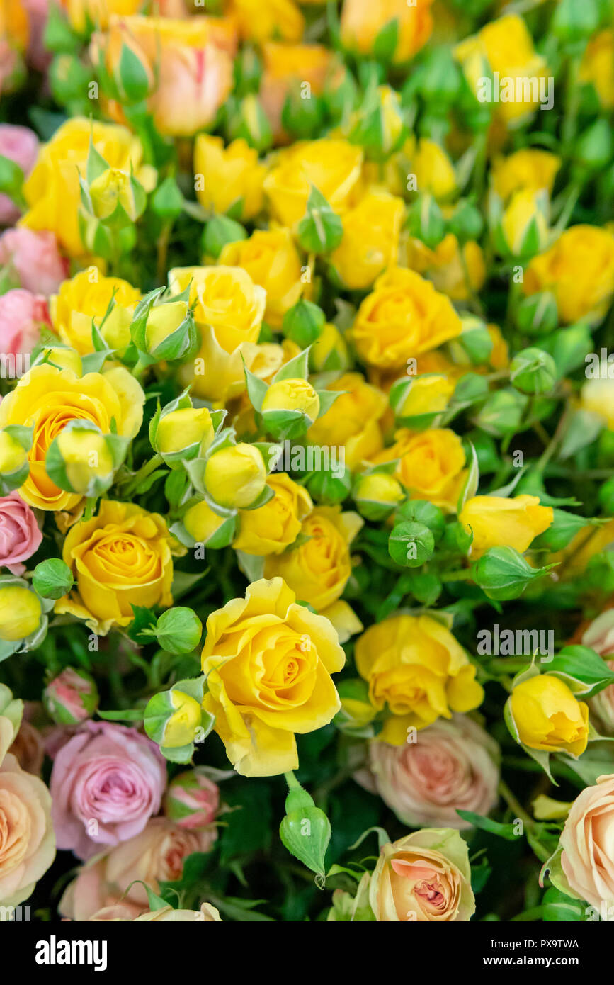 Beautiful, fresh yellow roses Stock Photo - Alamy