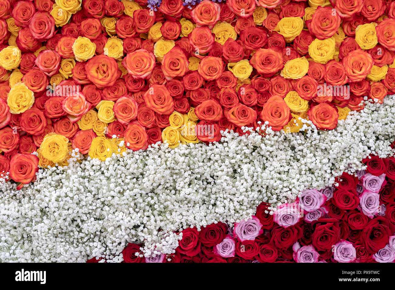 Pattern of red, orange, and yellow roses Stock Photo - Alamy