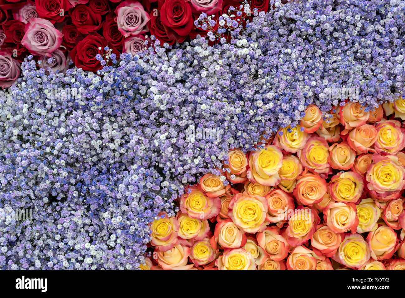 Pattern of red, orange, and yellow roses Stock Photo - Alamy