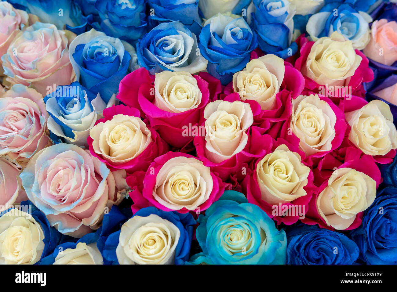 Large multi-colored roses background Stock Photo - Alamy