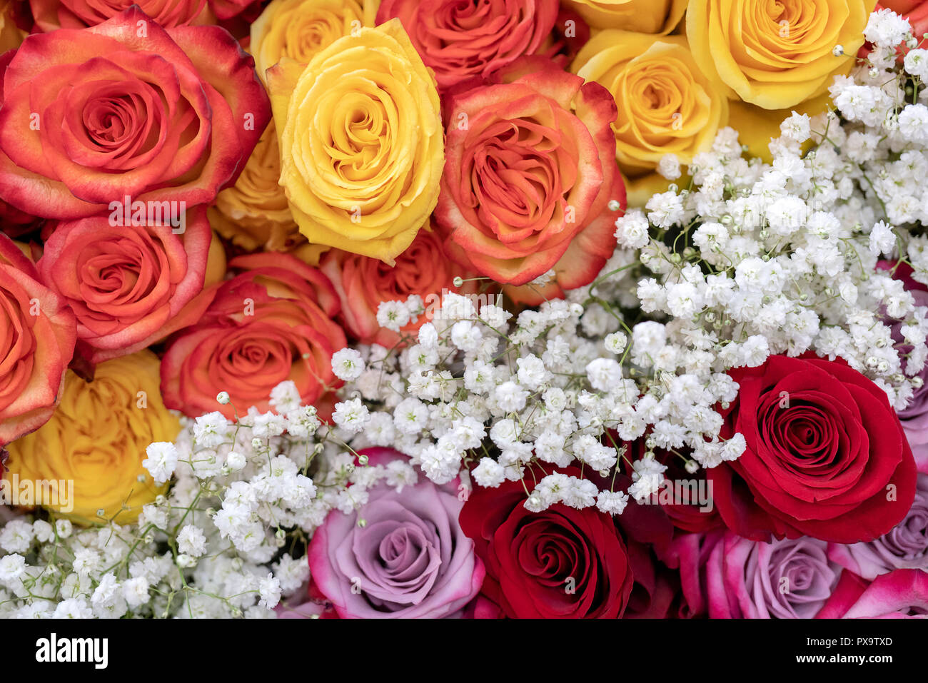 Red white yellow pink orange roses hi-res stock photography and images ...