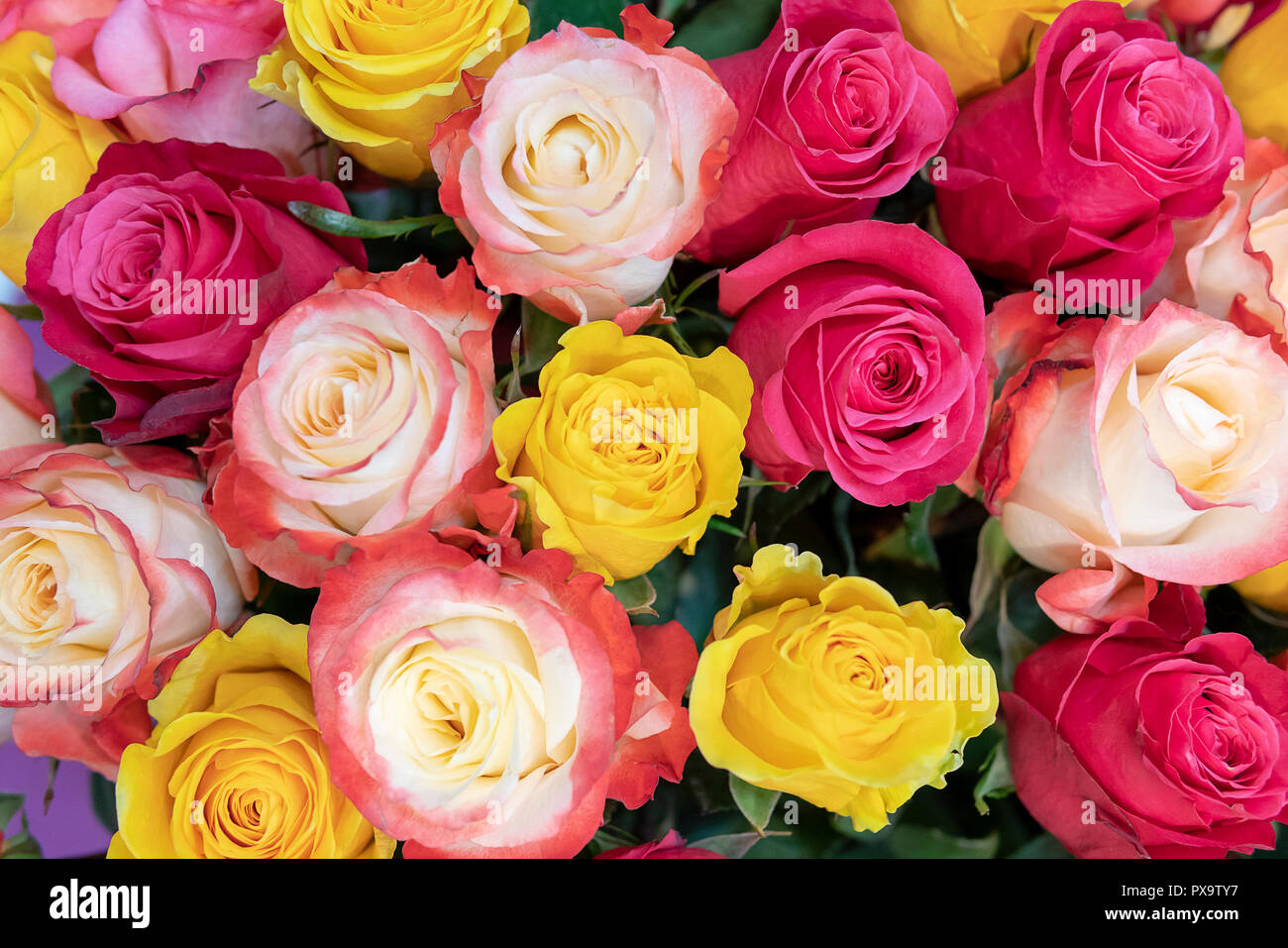 Red white yellow pink orange roses hi-res stock photography and images ...