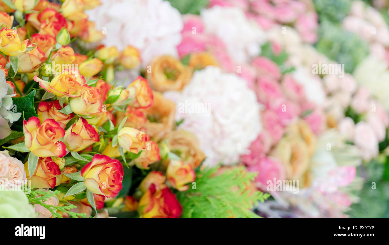 Red white yellow pink orange roses hi-res stock photography and images ...