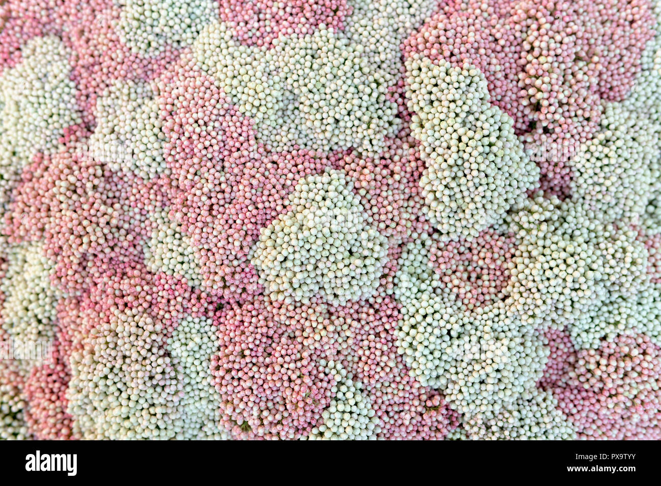Surface of pink and white balls Stock Photo - Alamy