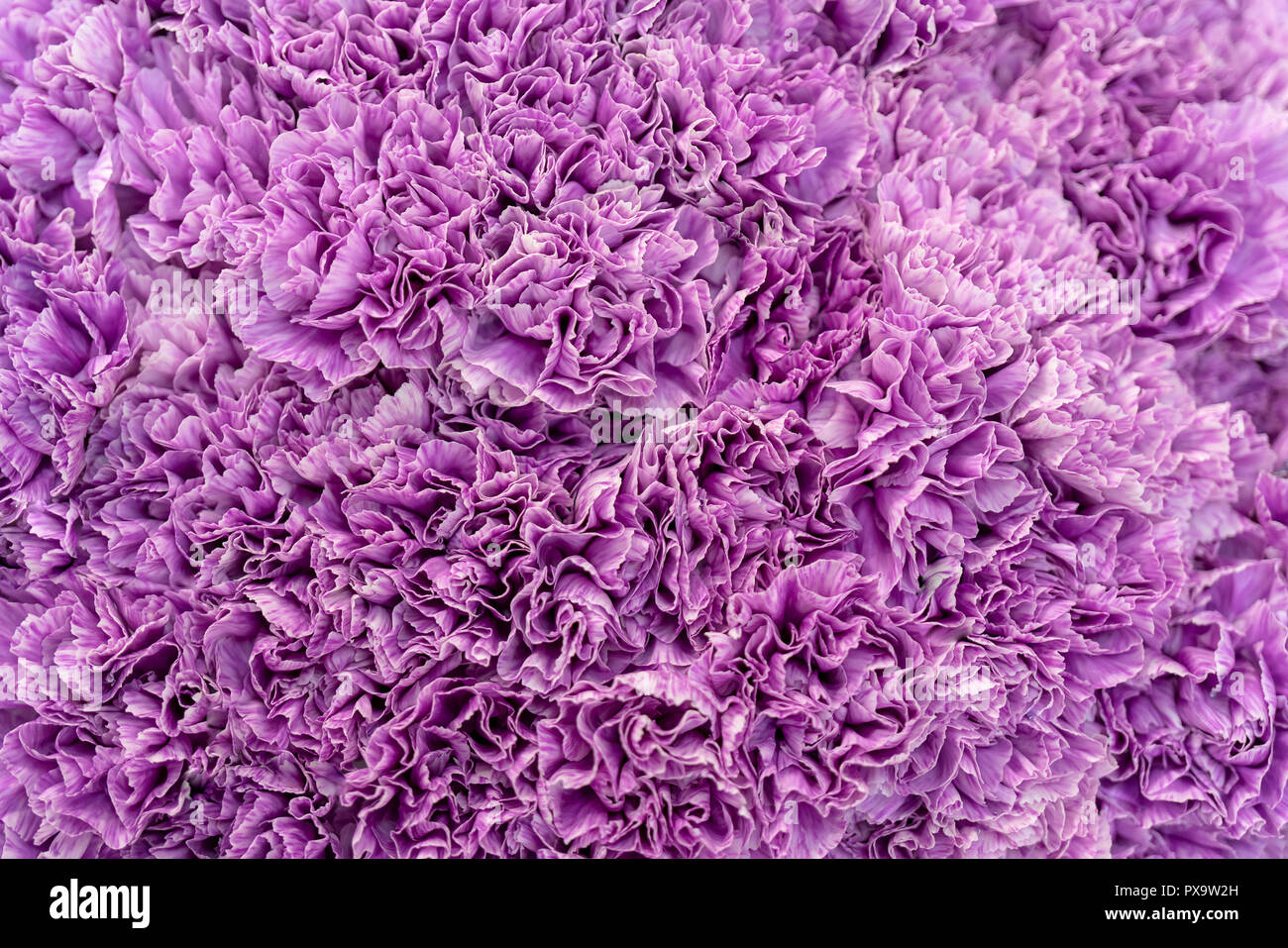 Purple carnations hi-res stock photography and images - Alamy