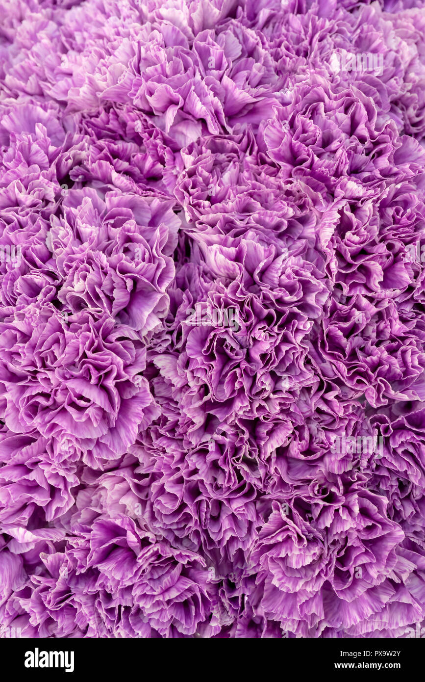 Purple carnations hi-res stock photography and images - Alamy