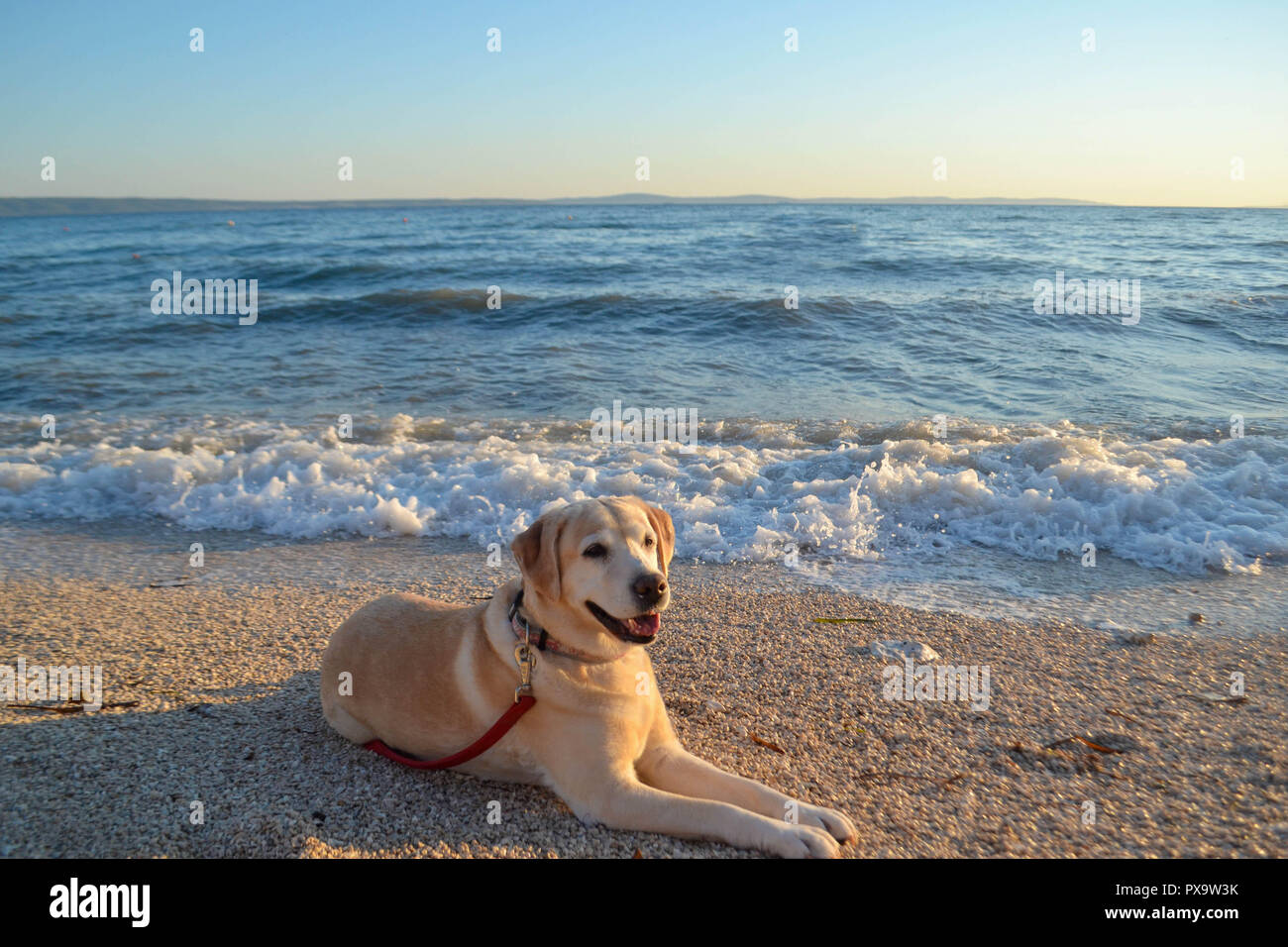 Beautiful Golden Labrador retriever dog sunbathing at the beach Stock ...