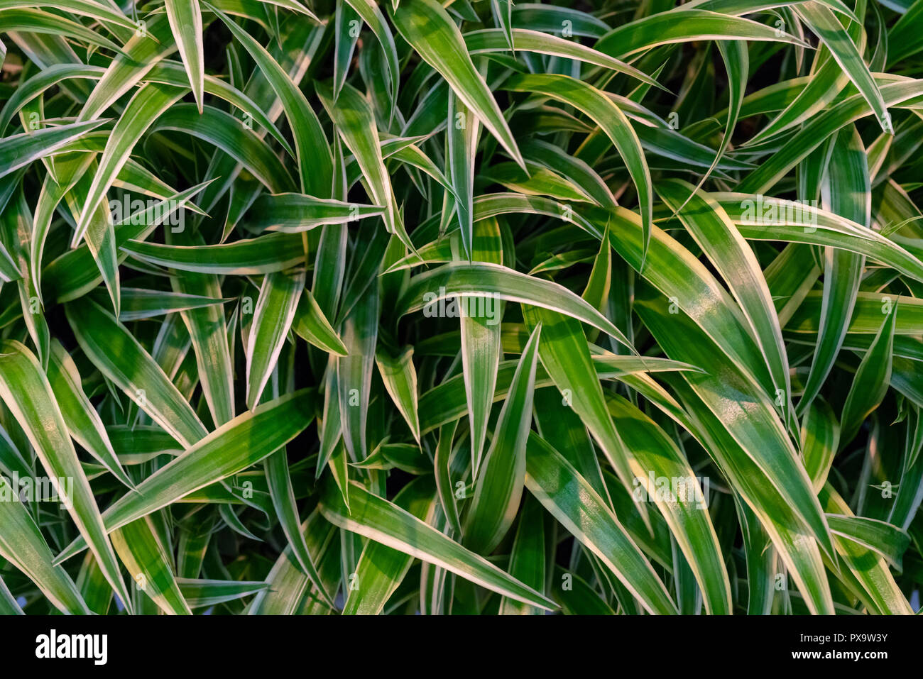 Decorative Striped Grass Stock Photo - Alamy