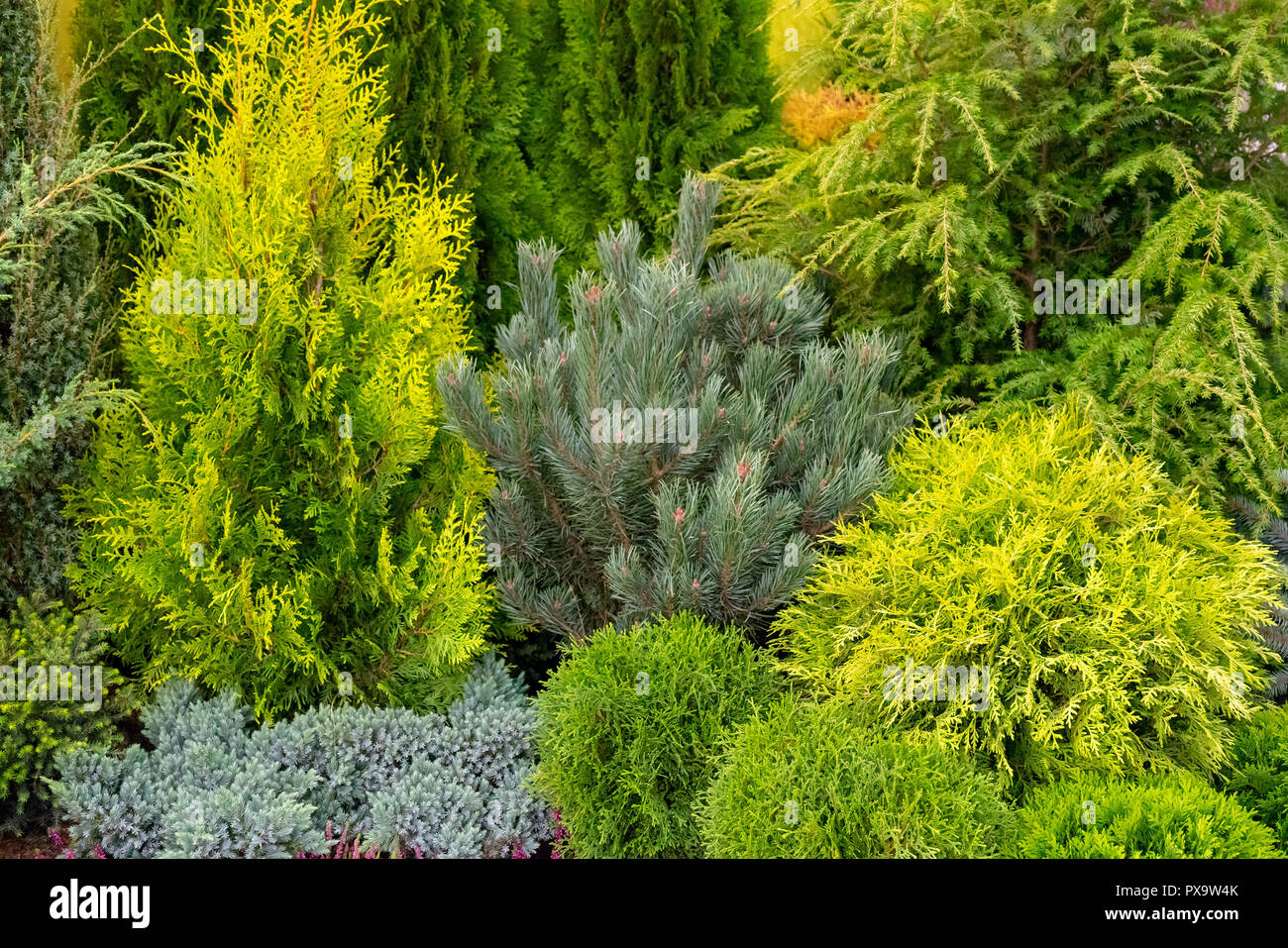Coniferous ornamental hi-res stock photography and images - Alamy