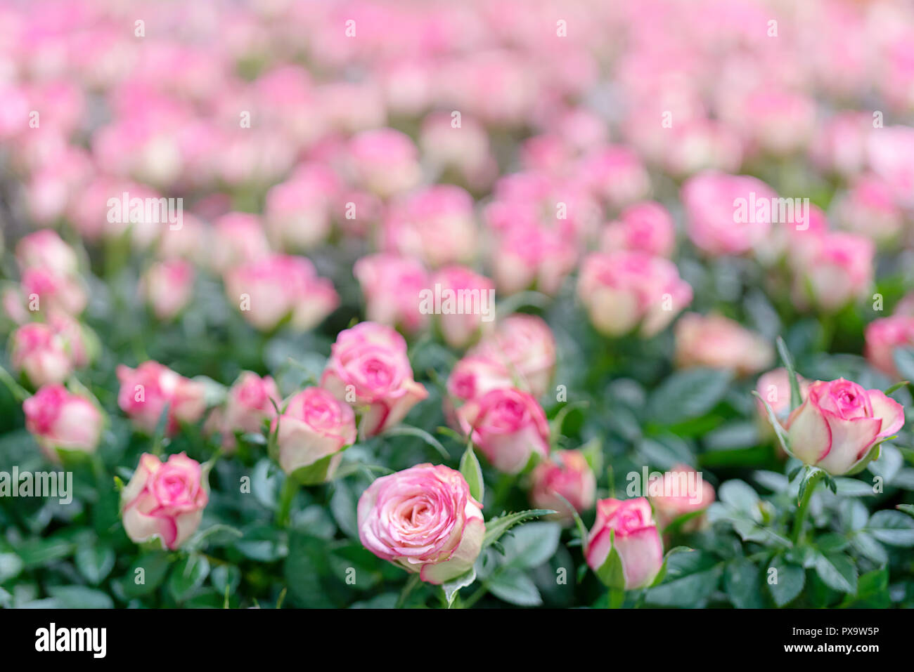 Delicate pink roses Stock Photo - Alamy