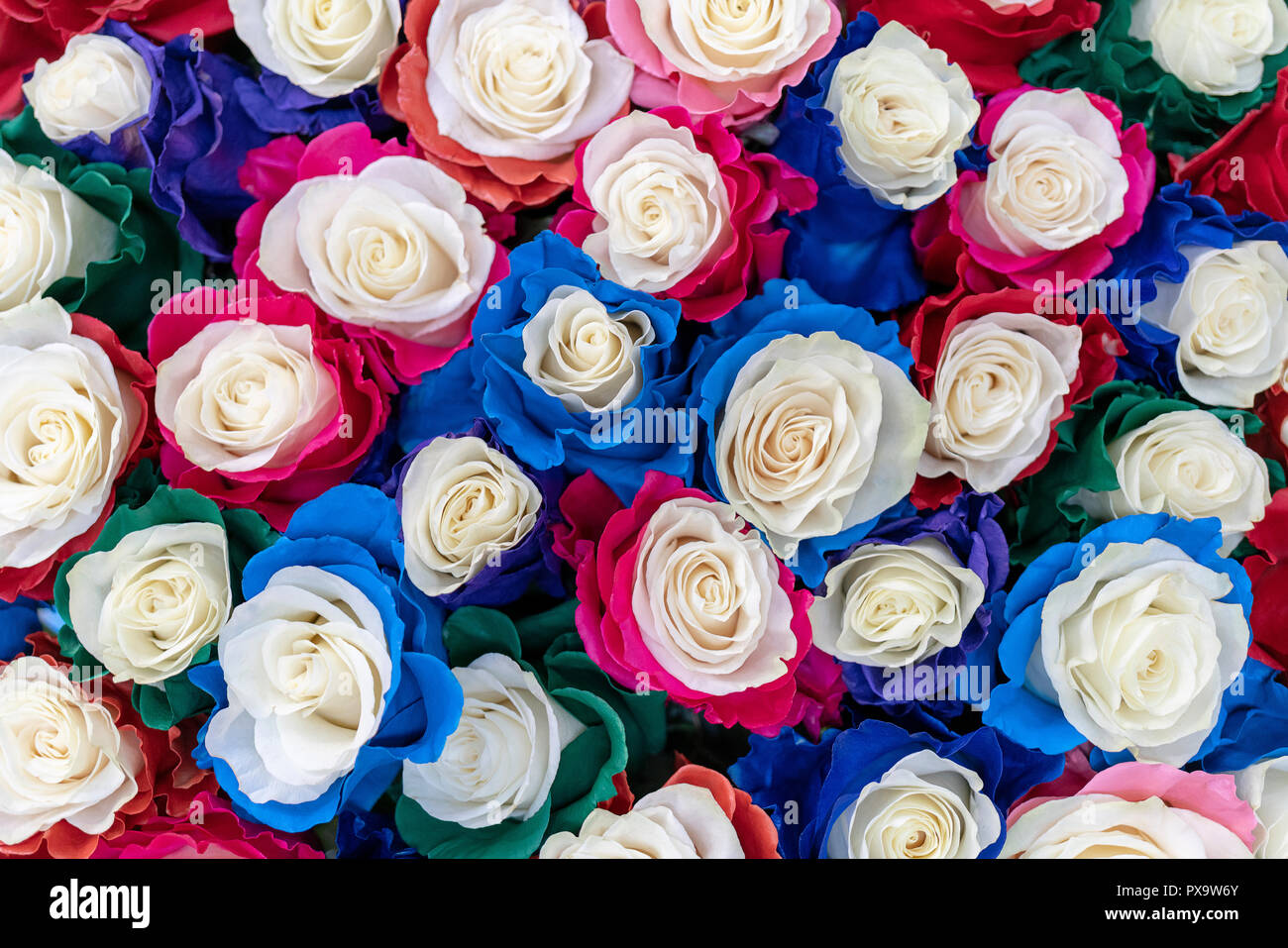 Large multi-colored roses Stock Photo - Alamy