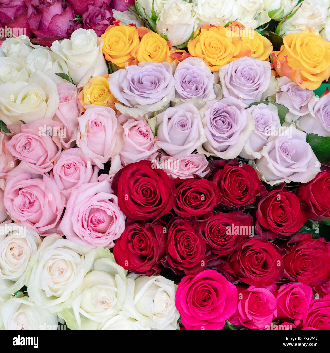 Large multi-colored roses Stock Photo - Alamy