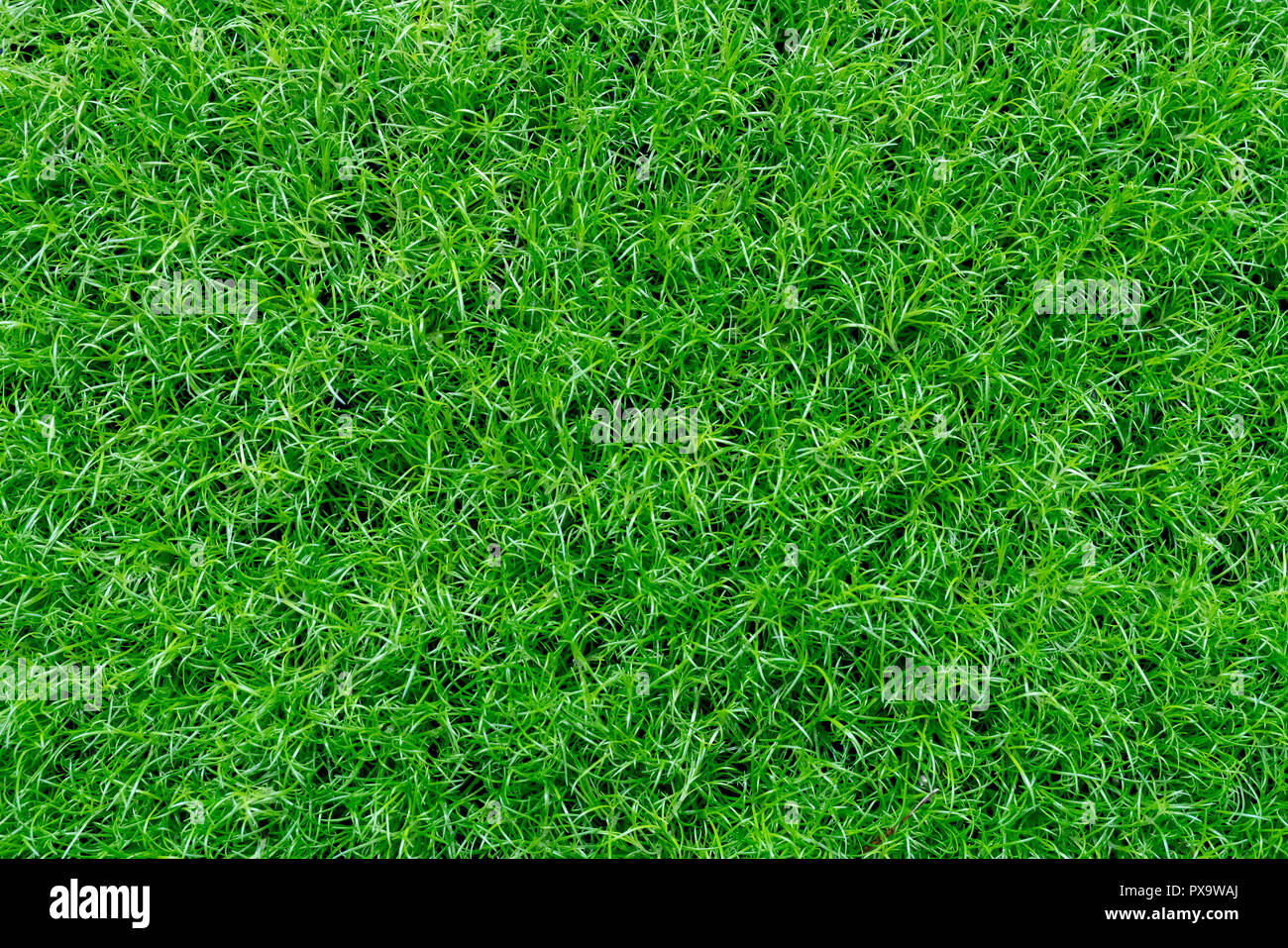 Grass top view hi-res stock photography and images - Alamy