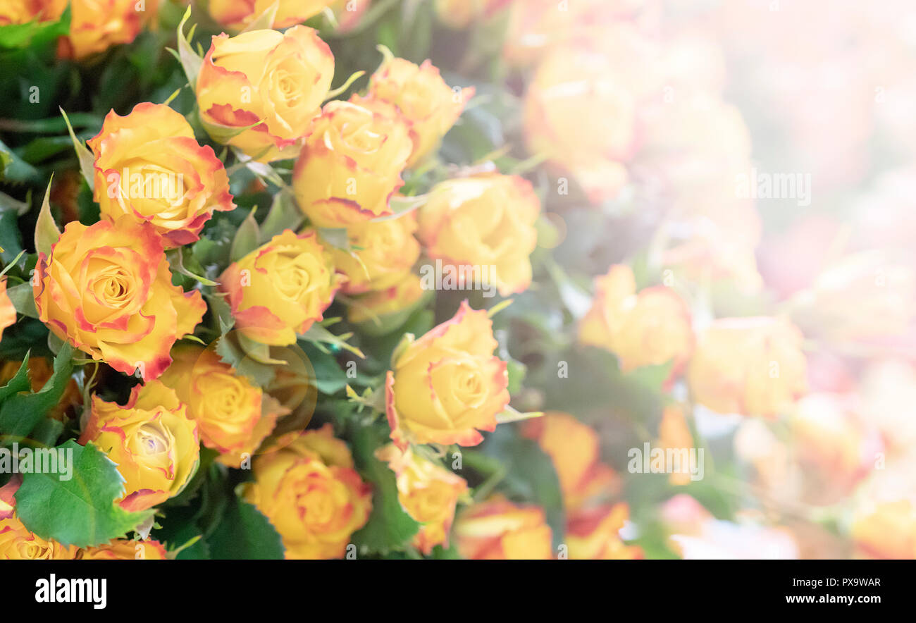 Beautiful, delicate yellow roses Stock Photo - Alamy
