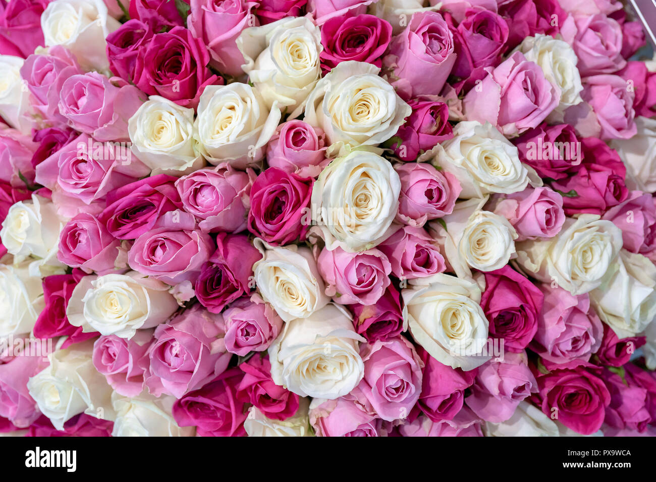Beautiful pink and white roses. Roses fit tightly to each other Stock ...