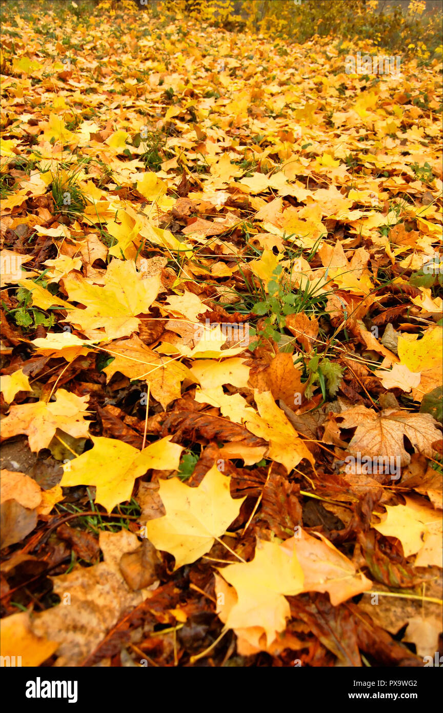 Fall Maple Leaf Colors High Resolution Stock Photography and Images - Alamy