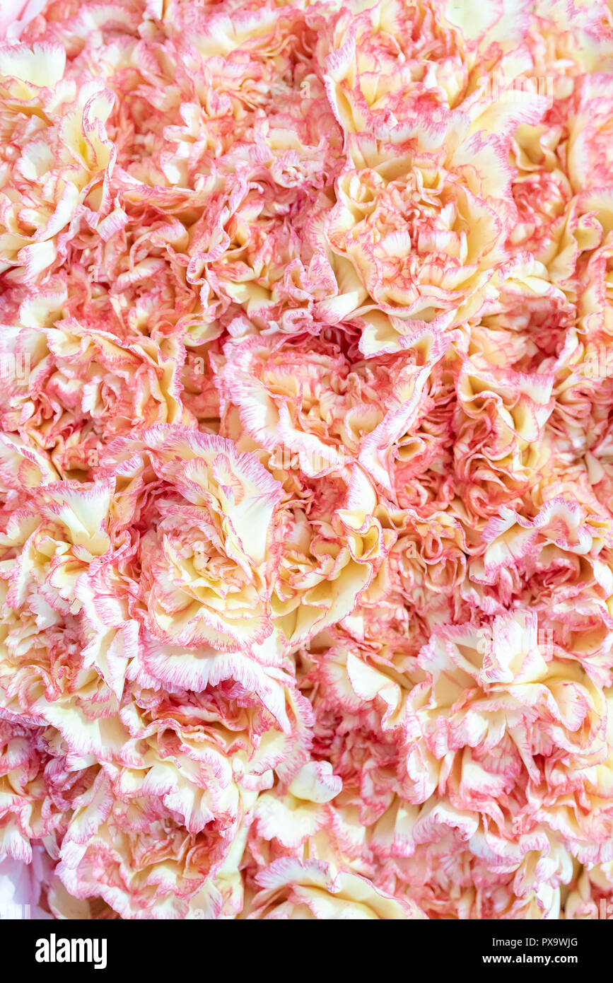 Cream carnation hi-res stock photography and images - Alamy