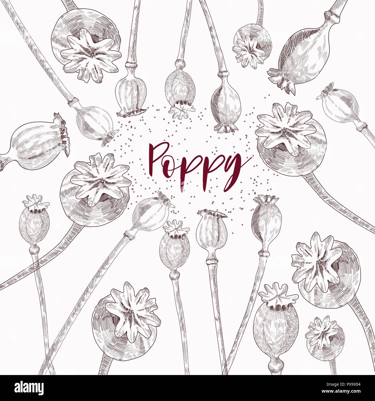 Poppy heads and seeds isolated on white background. Poppy heads and ...