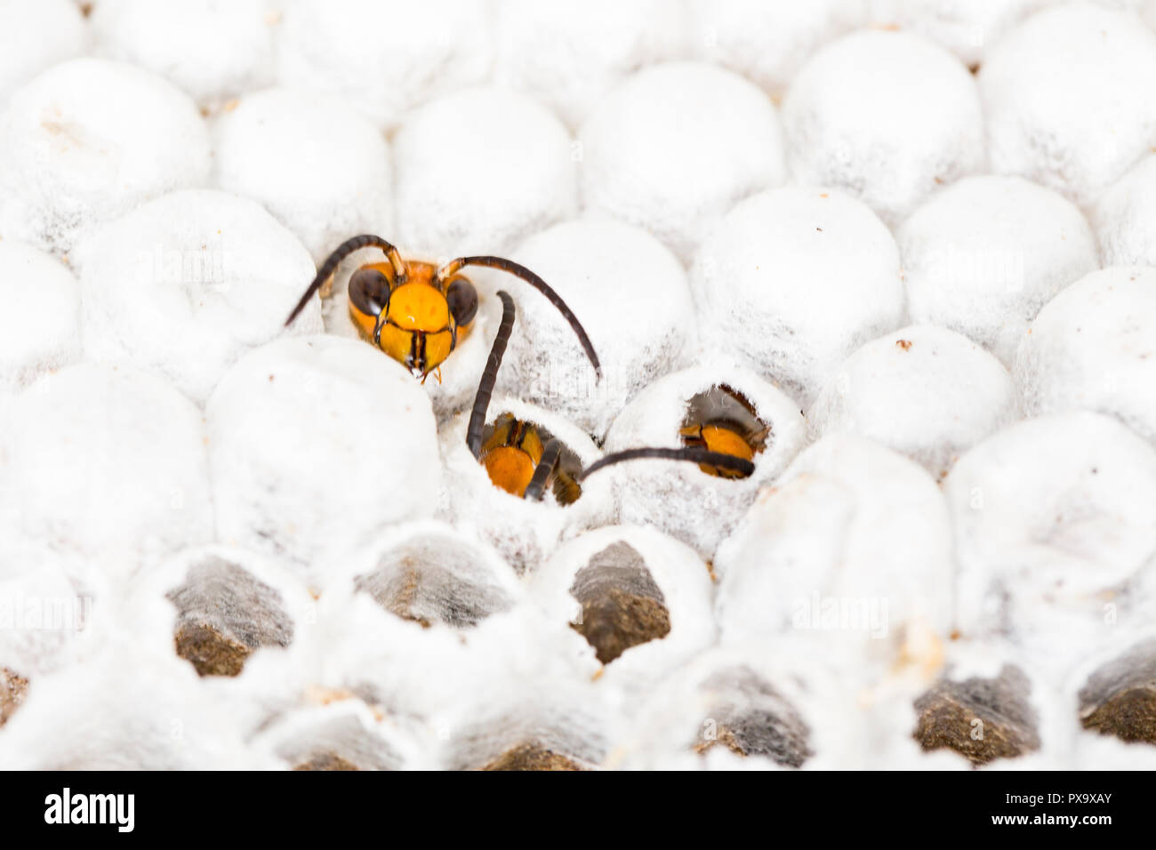 Close up of alive asian hornet wasp head, in nest honeycombed insect ...