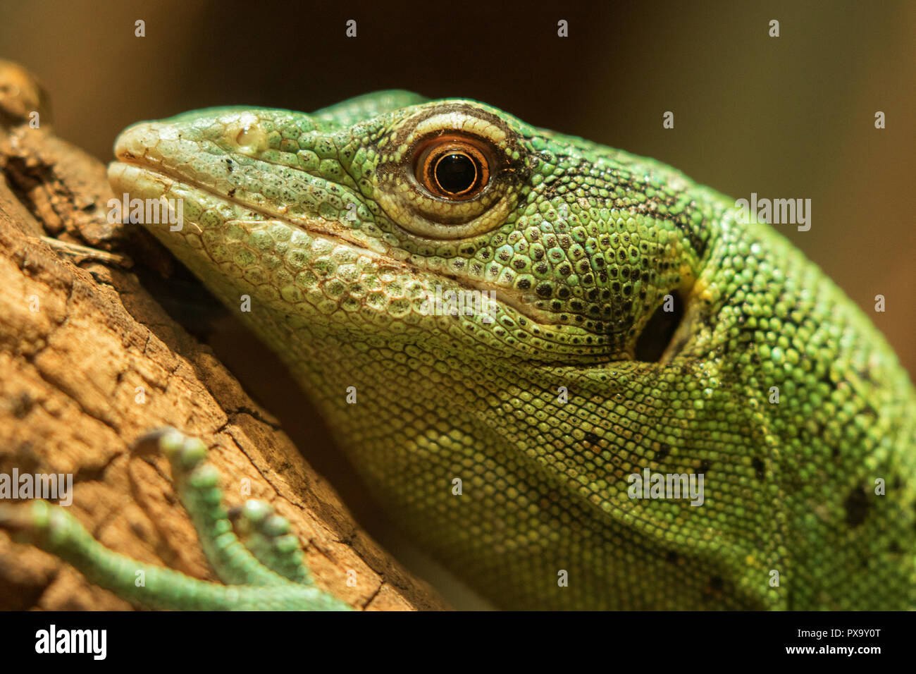 Emerald Tree Monitor (Varanus prasinus Stock Photo - Alamy