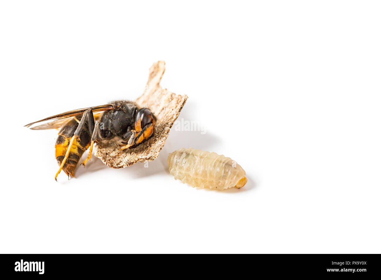 Close up of dead asian hornet wasp larva larvae insect macro in white ...