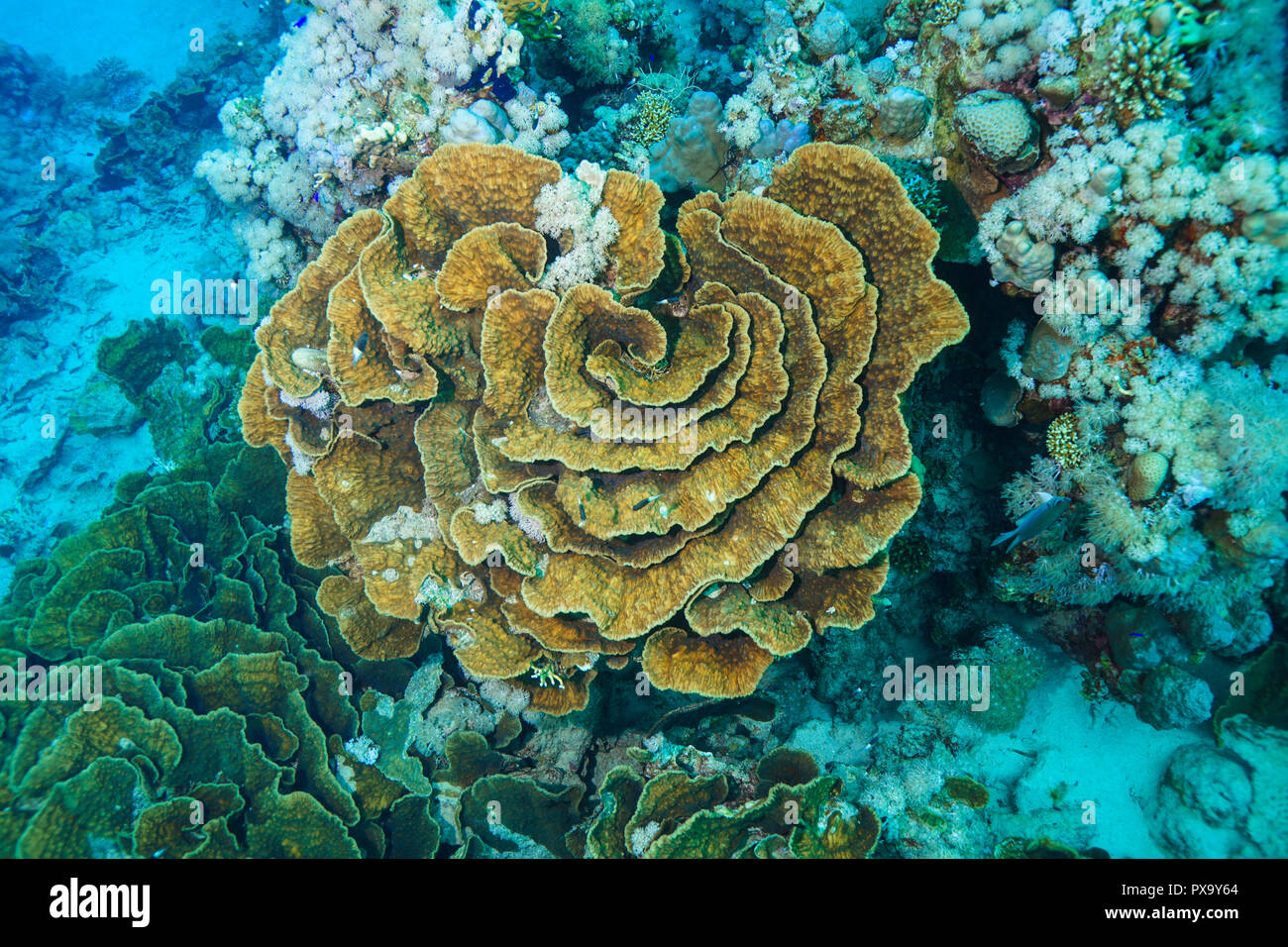 Cabbage Coral Turbinaria at the Red Sea Stock Photo - Alamy