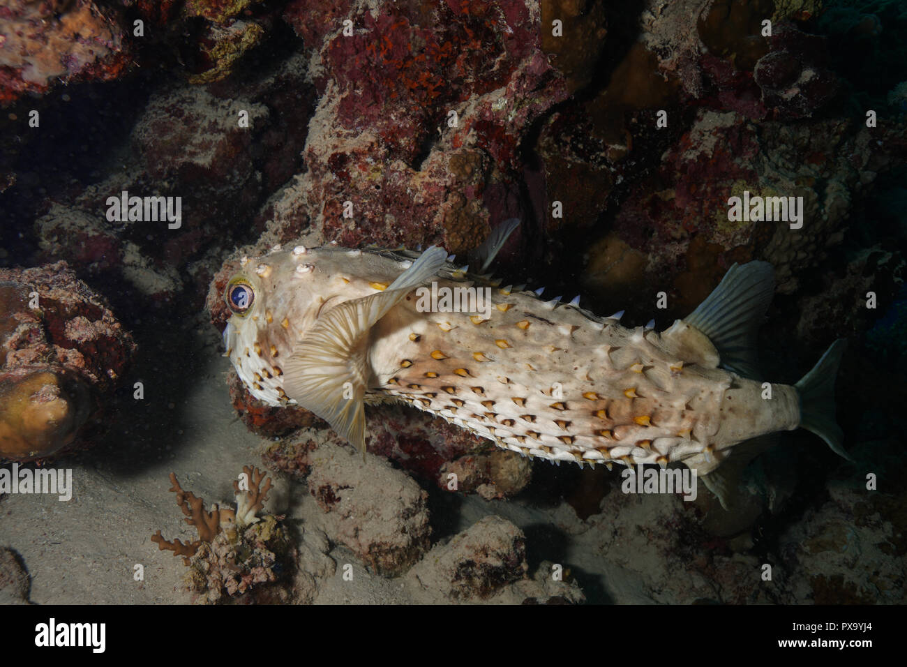 Pufferfish at The Red Sea Egypt Stock Photo - Alamy