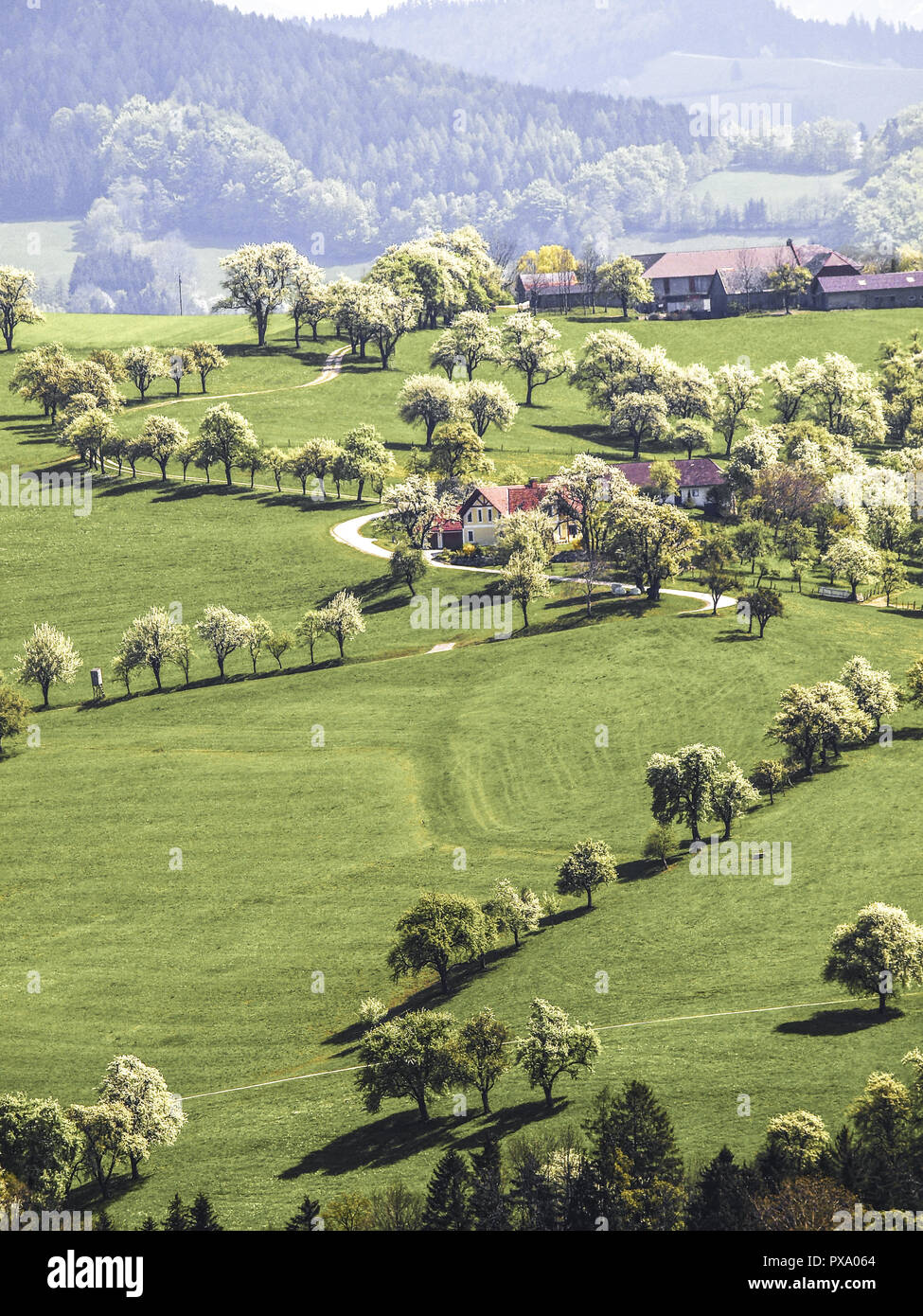 Pear tree in blossom, Mostviertel, Austria, Lower Austria Stock Photo ...