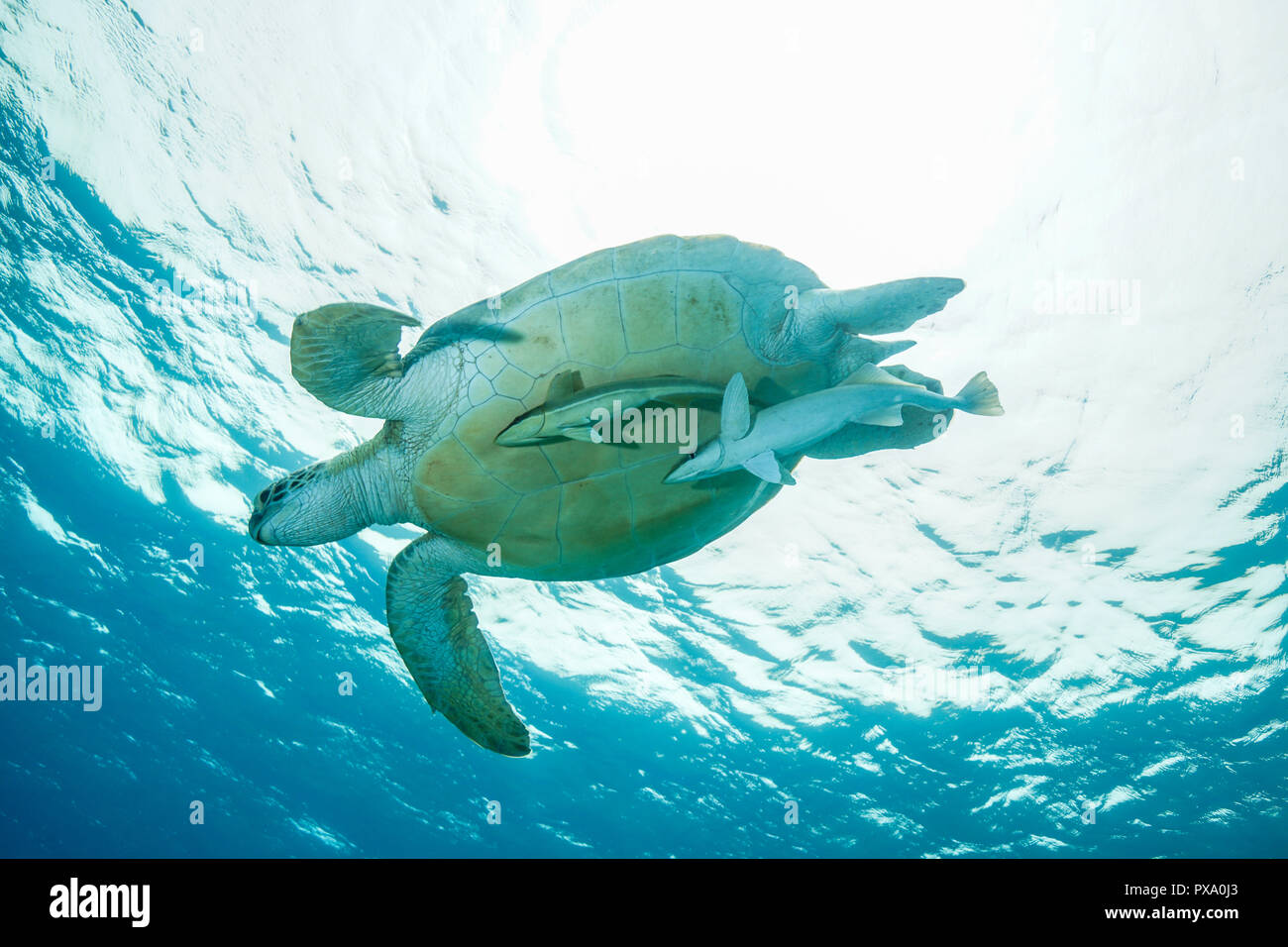 Sea Turtle at the Red Sea Egypt Stock Photo - Alamy