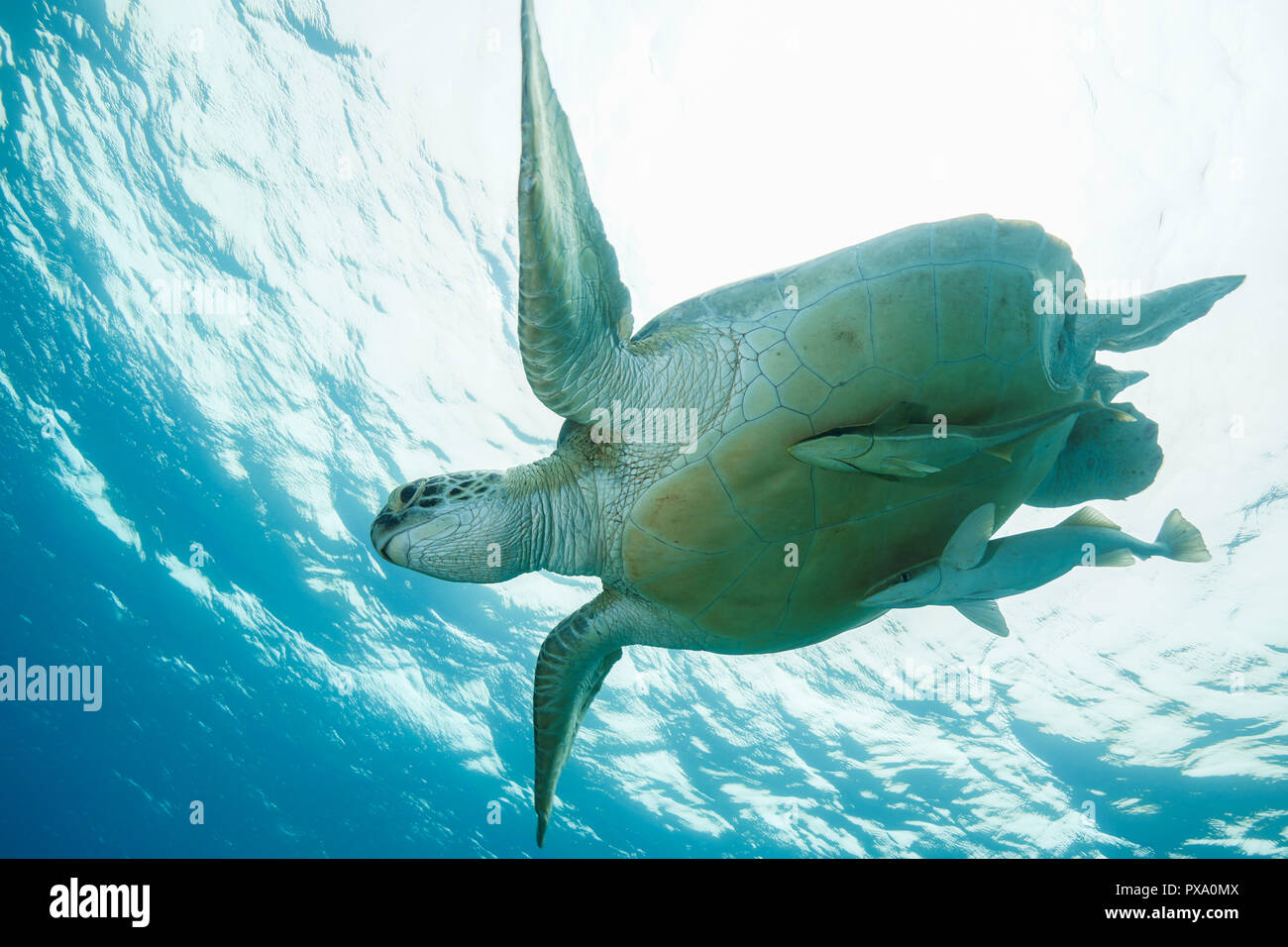 Sea Turtle at the Red Sea Egypt Stock Photo - Alamy