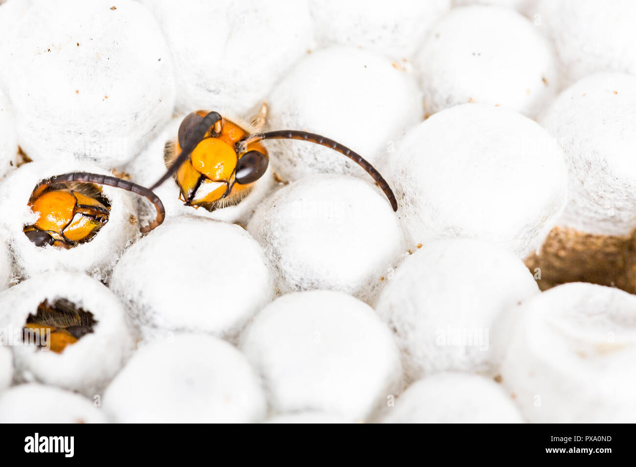 Close up of alive asian hornet wasp head, in nest honeycombed insect ...