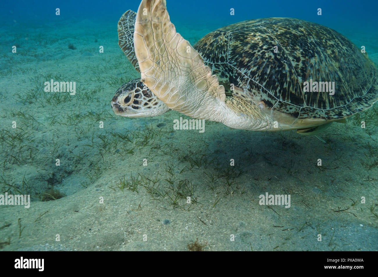 Sea Turtle at the Red Sea Egypt Stock Photo - Alamy