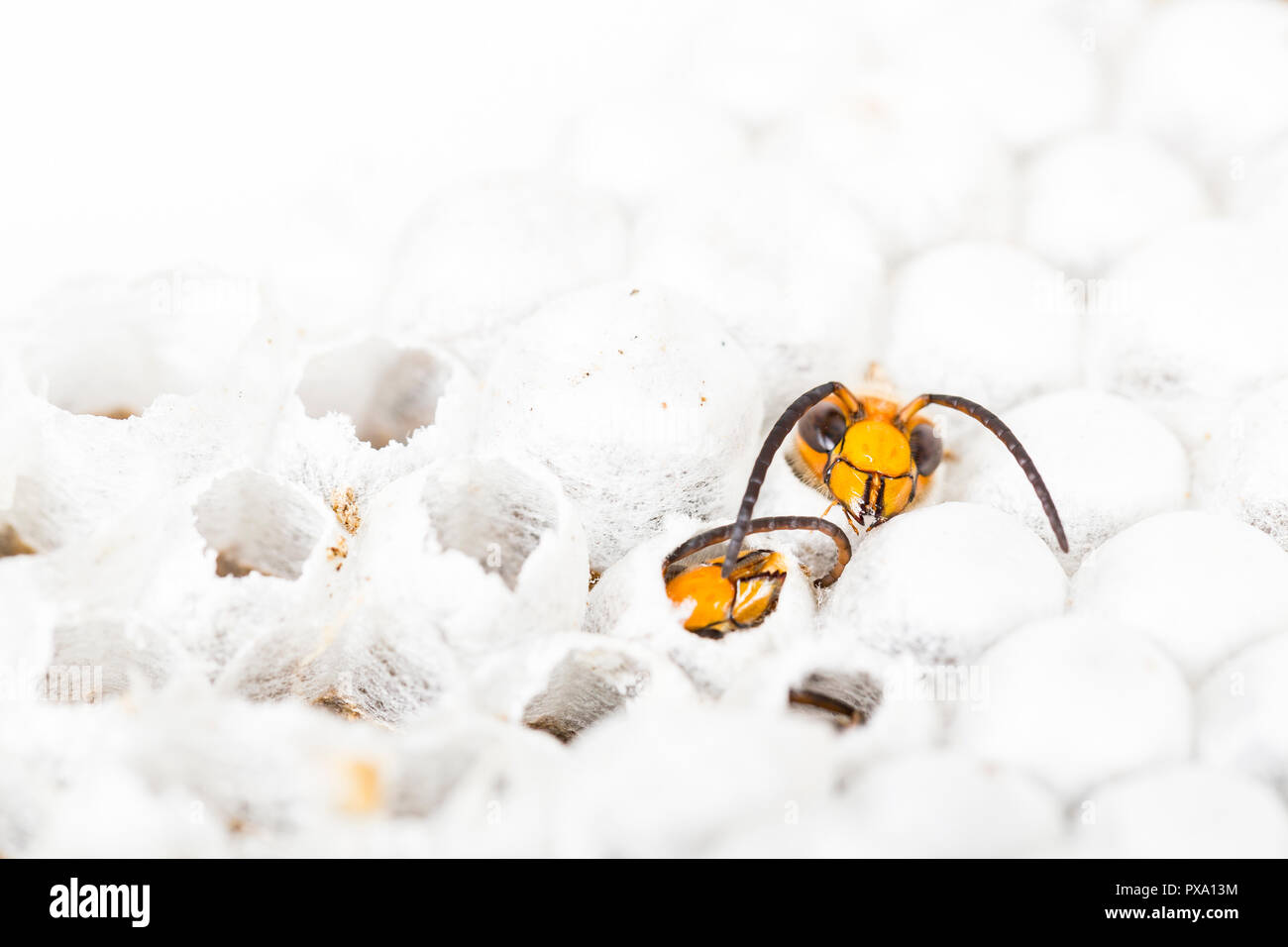 Close up of alive asian hornet wasp head, in nest honeycombed insect ...