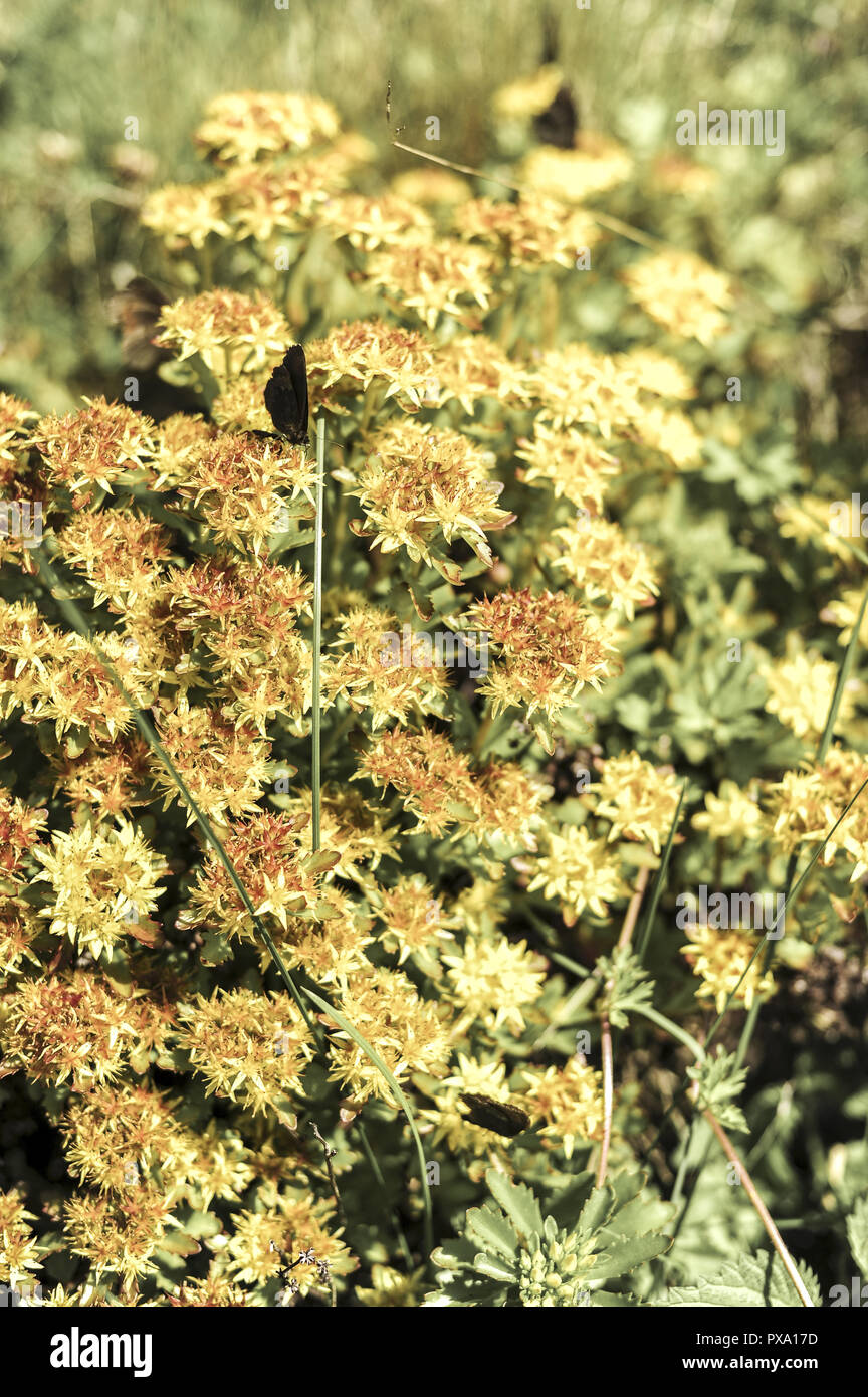 Yellow alpine flower, Austria Stock Photo - Alamy