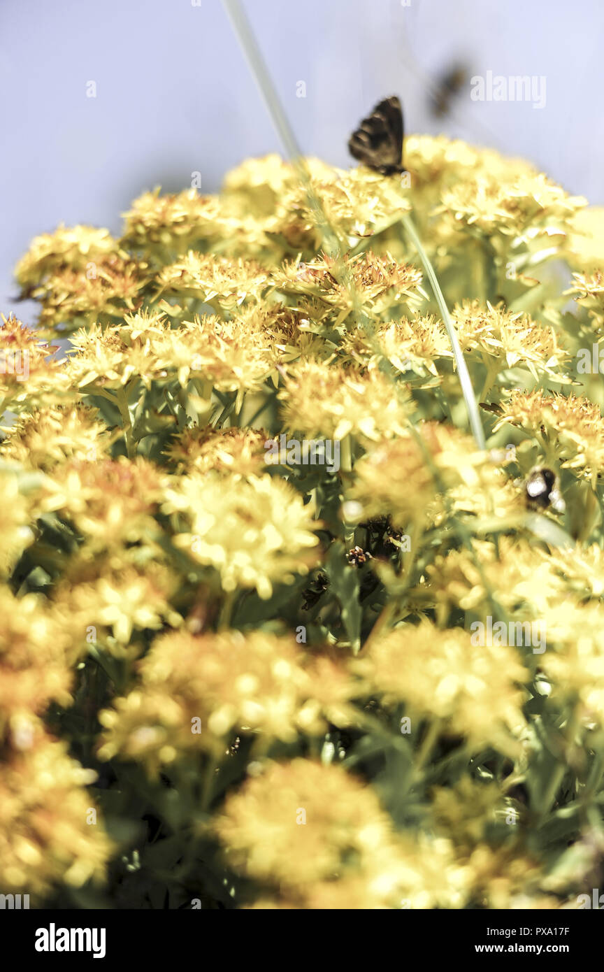 Yellow alpine flower, Austria Stock Photo - Alamy