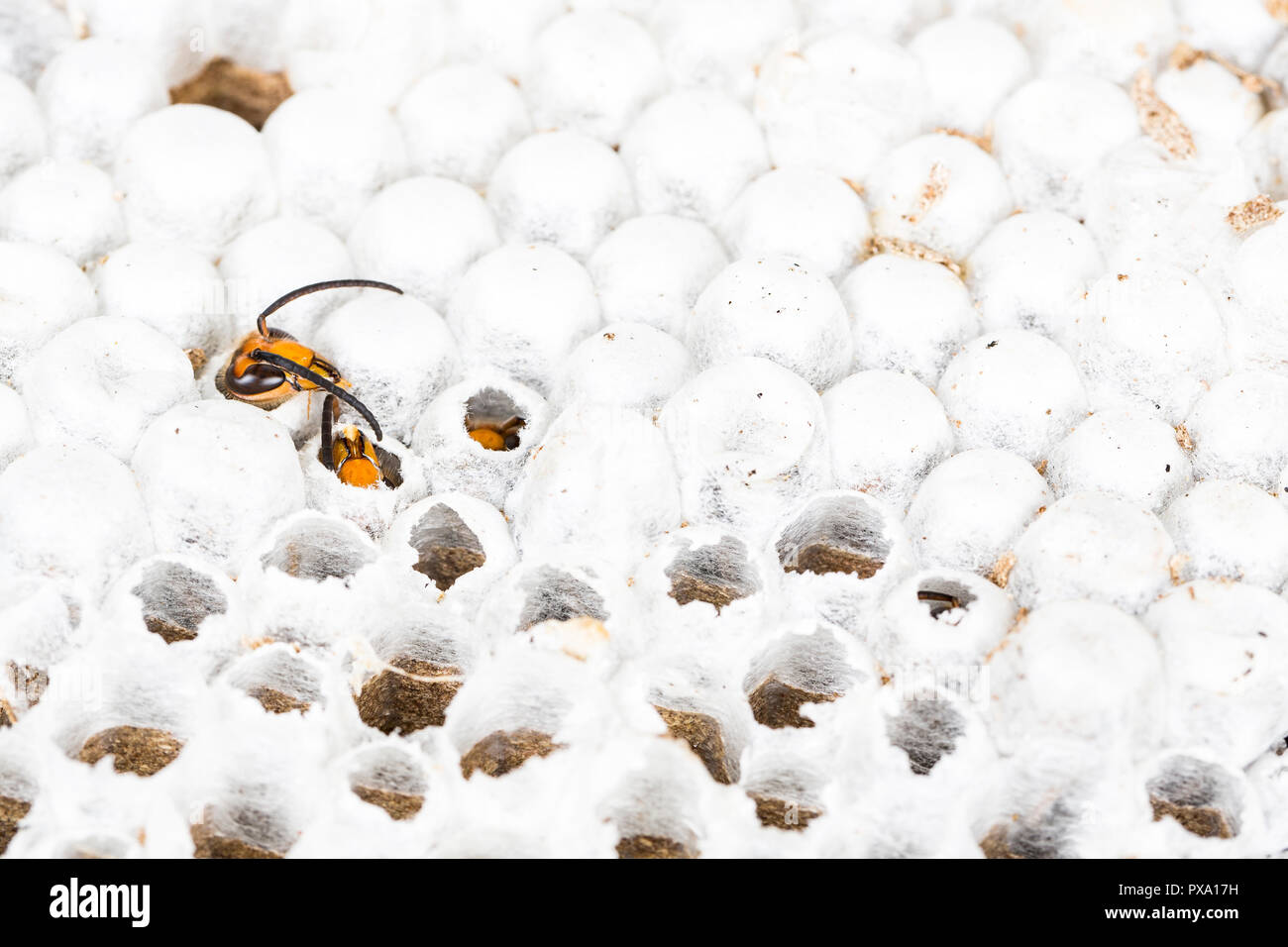 Close up of alive asian hornet wasp head, in nest honeycombed insect ...