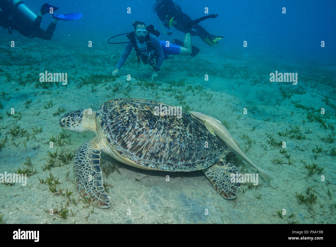 Sea Turtle at the Red Sea Egypt Stock Photo - Alamy