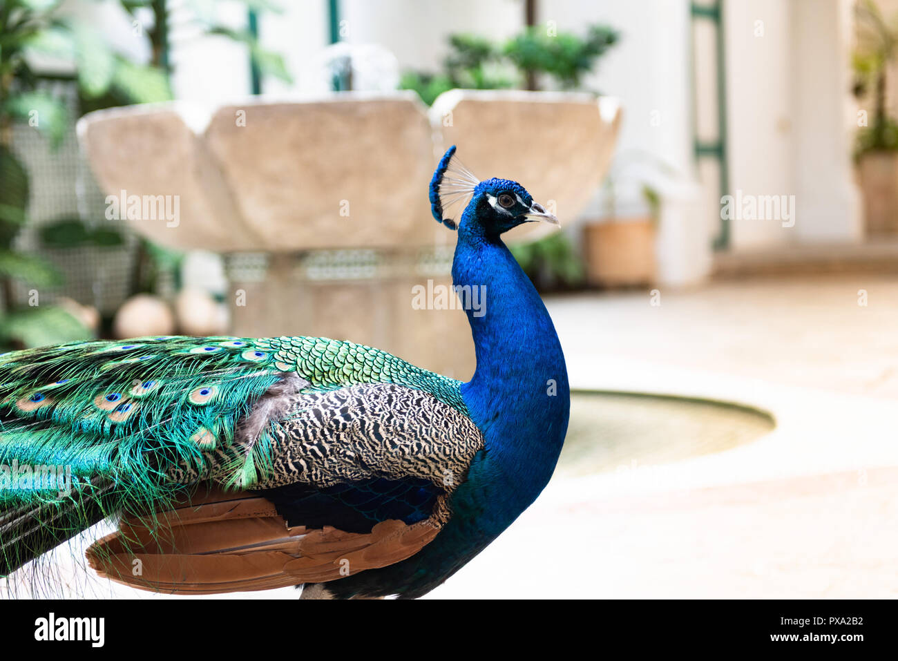 A peacock inside historic building in Havana Stock Photo - Alamy