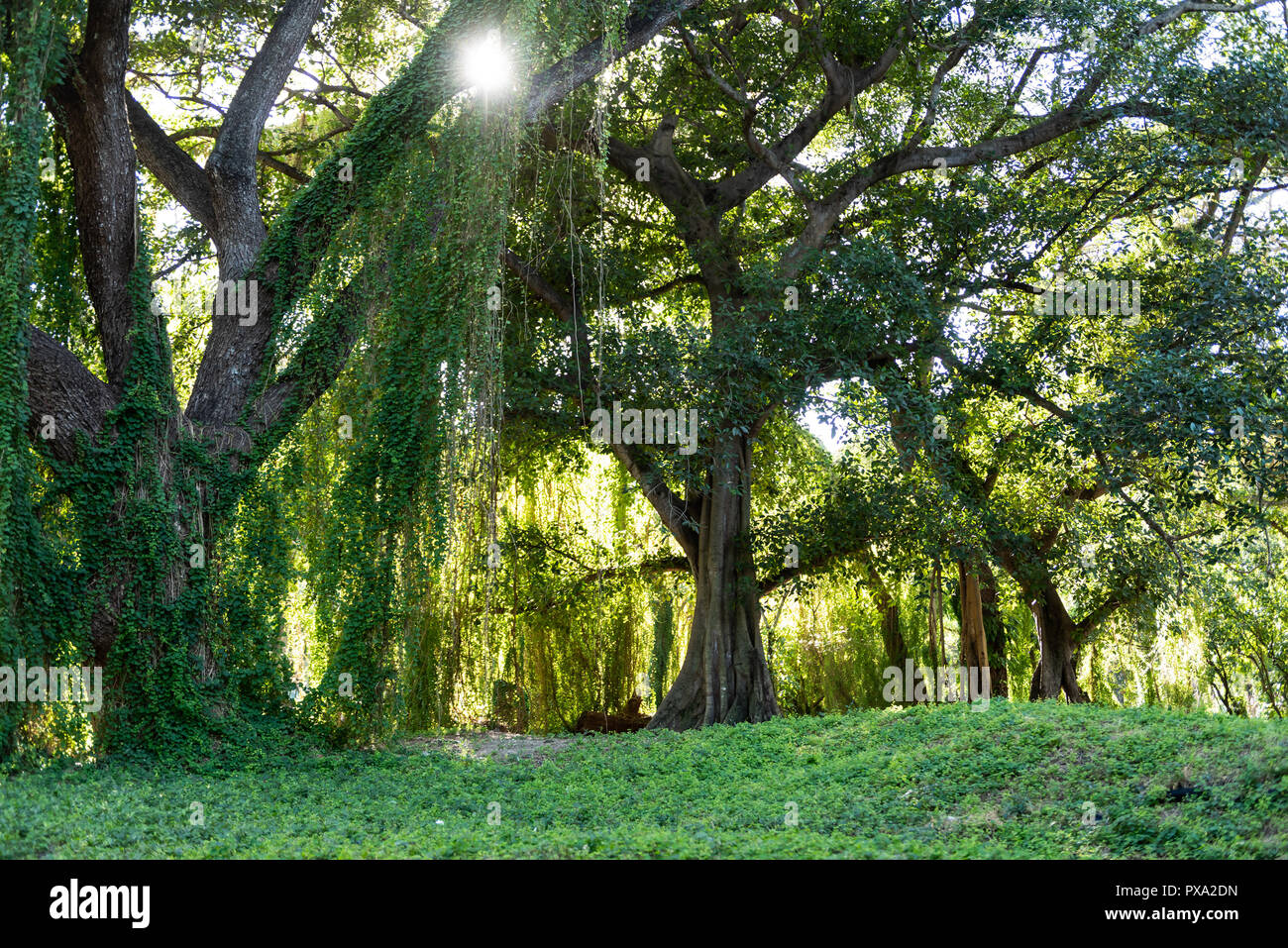 Overgrown tropical trees outside Havana Cuba Stock Photo - Alamy
