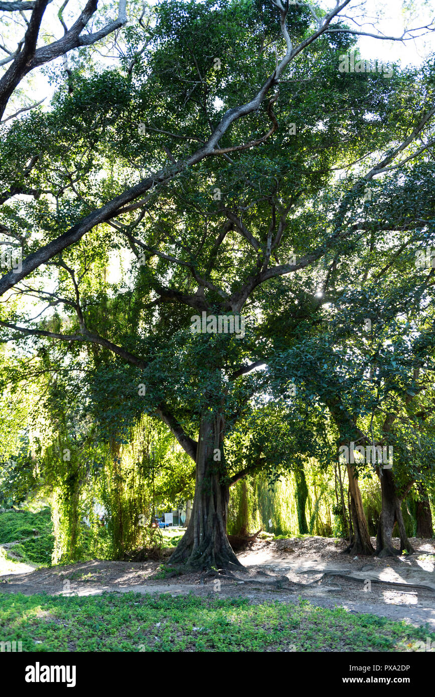 Cuban landscape hi-res stock photography and images - Alamy