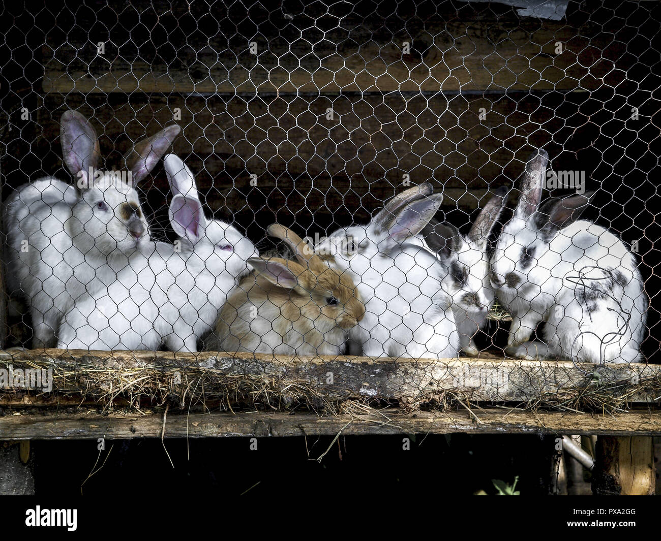 Rabbit stable, Romania, Transsilvania, Atia (Harghita Stock Photo - Alamy
