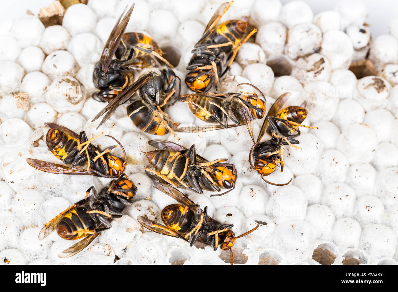 Dead yellowjacket hi-res stock photography and images - Alamy