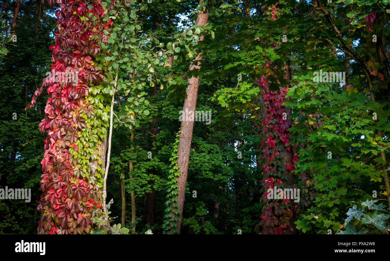 Tree Creepers High Resolution Stock Photography and Images - Alamy
