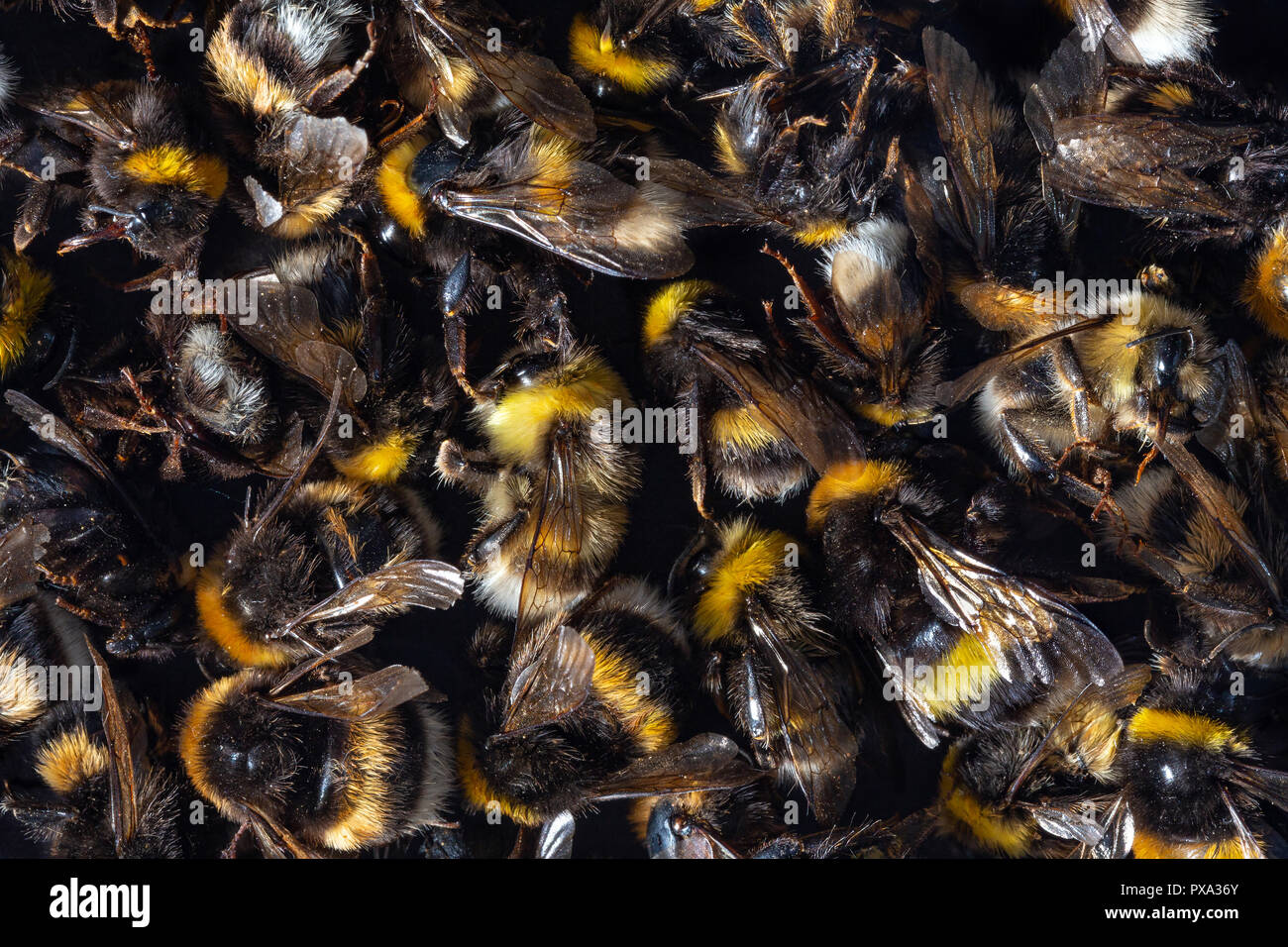 Killer Bees Stock Photos & Killer Bees Stock Images - Alamy